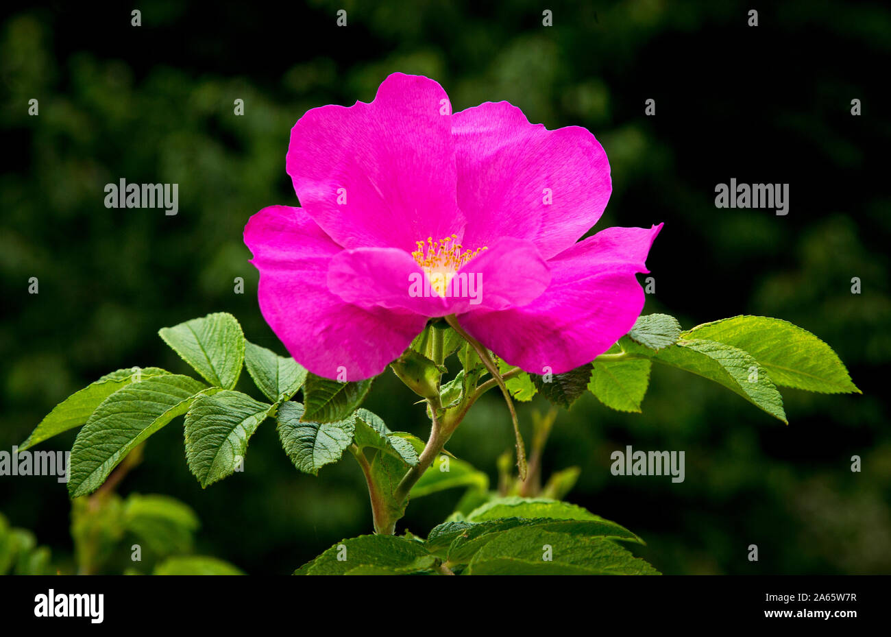 Roadside rose hi-res stock photography and images - Alamy
