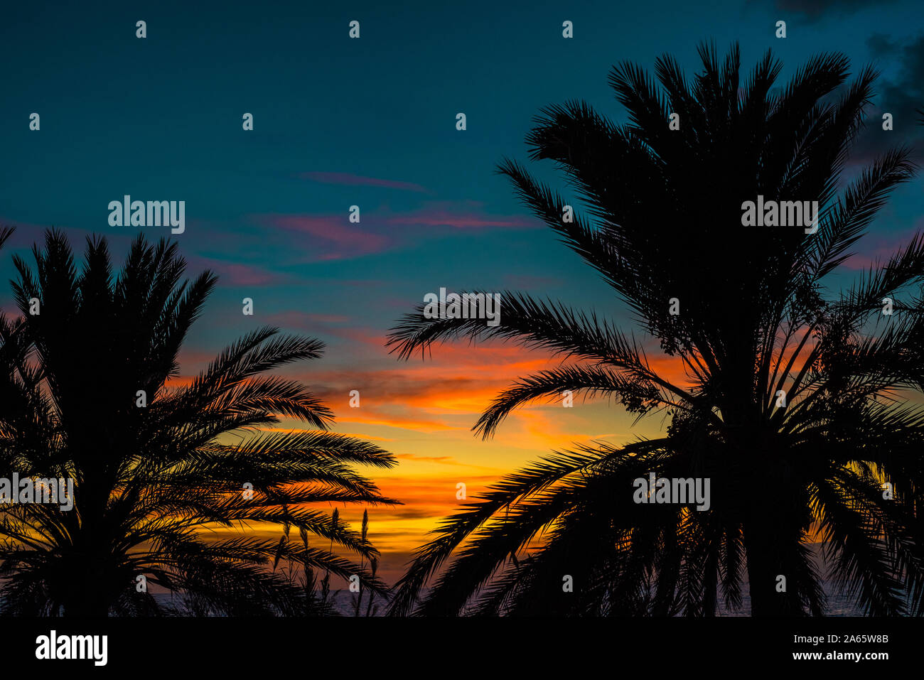 Sunset sky in Cyprus with palm tree in the foreground Stock Photo - Alamy