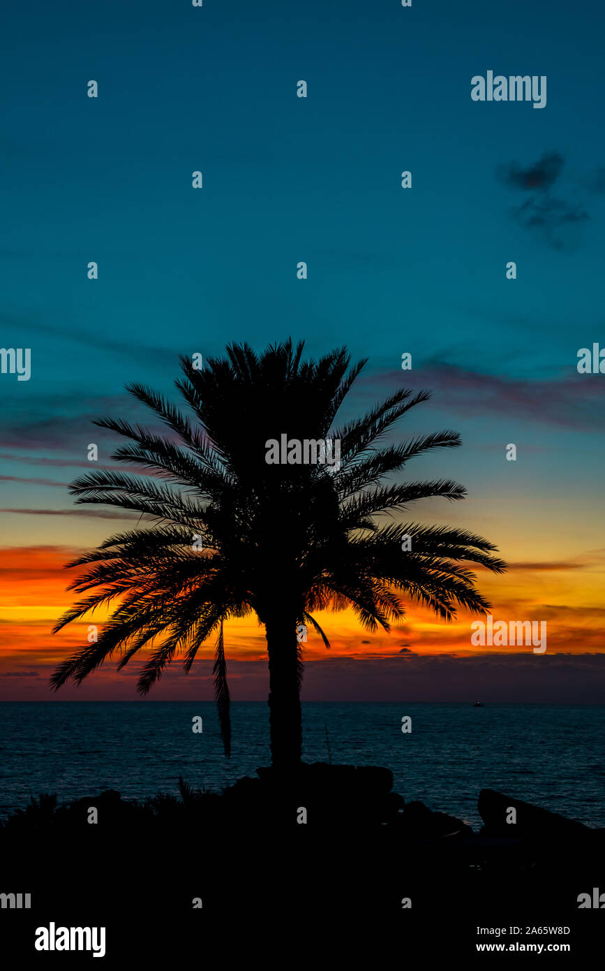 Palm tree is in cyprus hi-res stock photography and images - Alamy