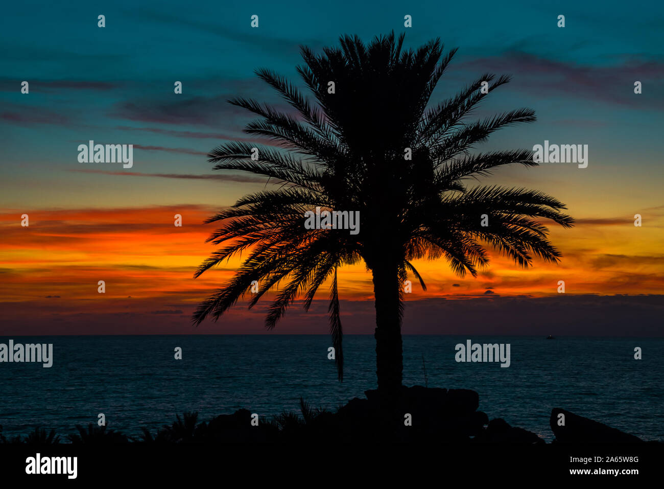 Palm tree is in cyprus High Resolution Stock Photography and Images - Alamy