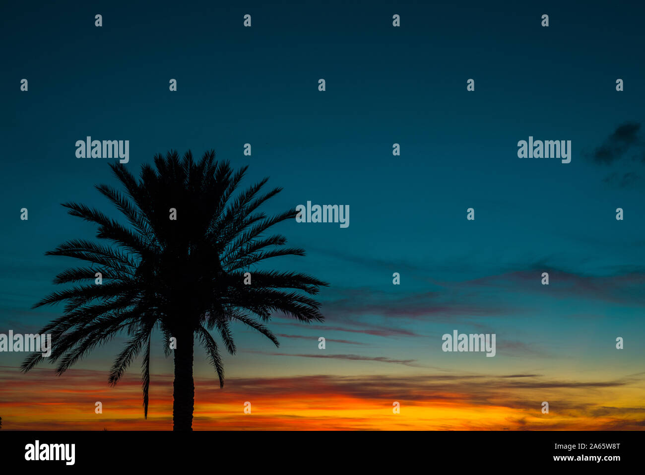 Palm tree in cyprus hi-res stock photography and images - Alamy