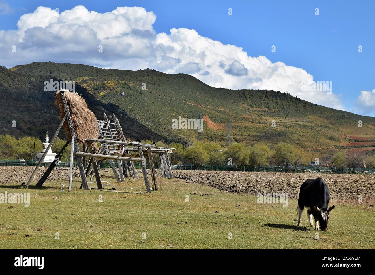 Napahai Natural Reserve near Shangri-La town in Yunnan Province in ...