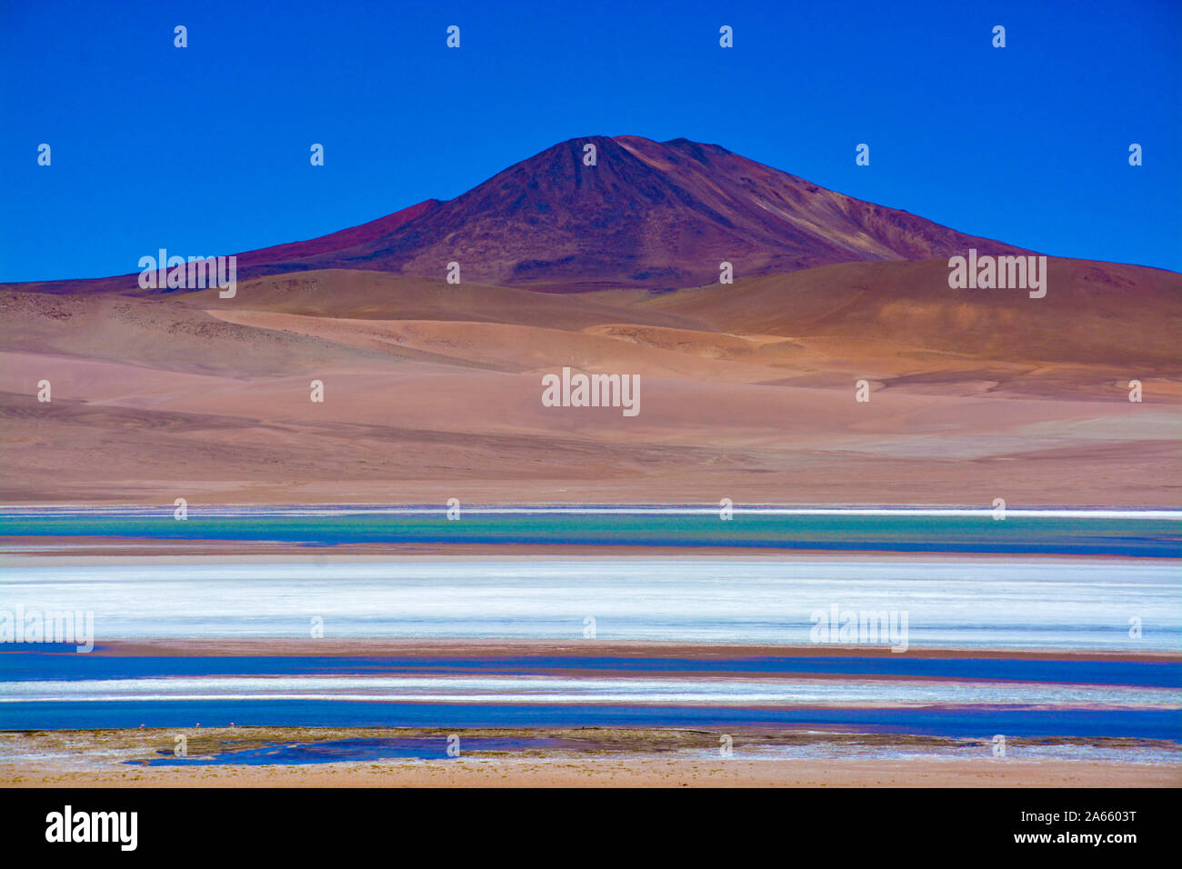 the fabulous laguna colorada in Bolivia Stock Photo - Alamy