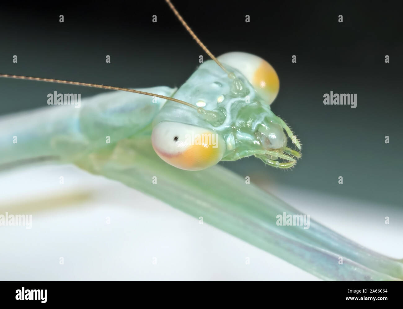 Macro Photography of Head of Praying Mantis Isolated on Background ...