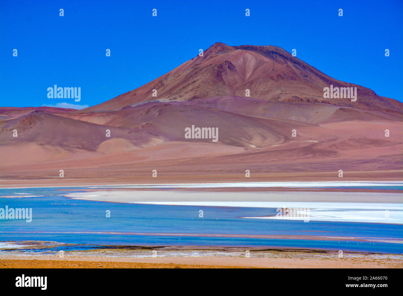 the fabulous laguna colorada in Bolivia Stock Photo - Alamy