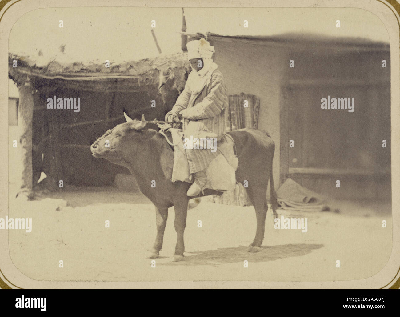 Bazaar Types A Woman Riding an Ox Stock Photo - Alamy