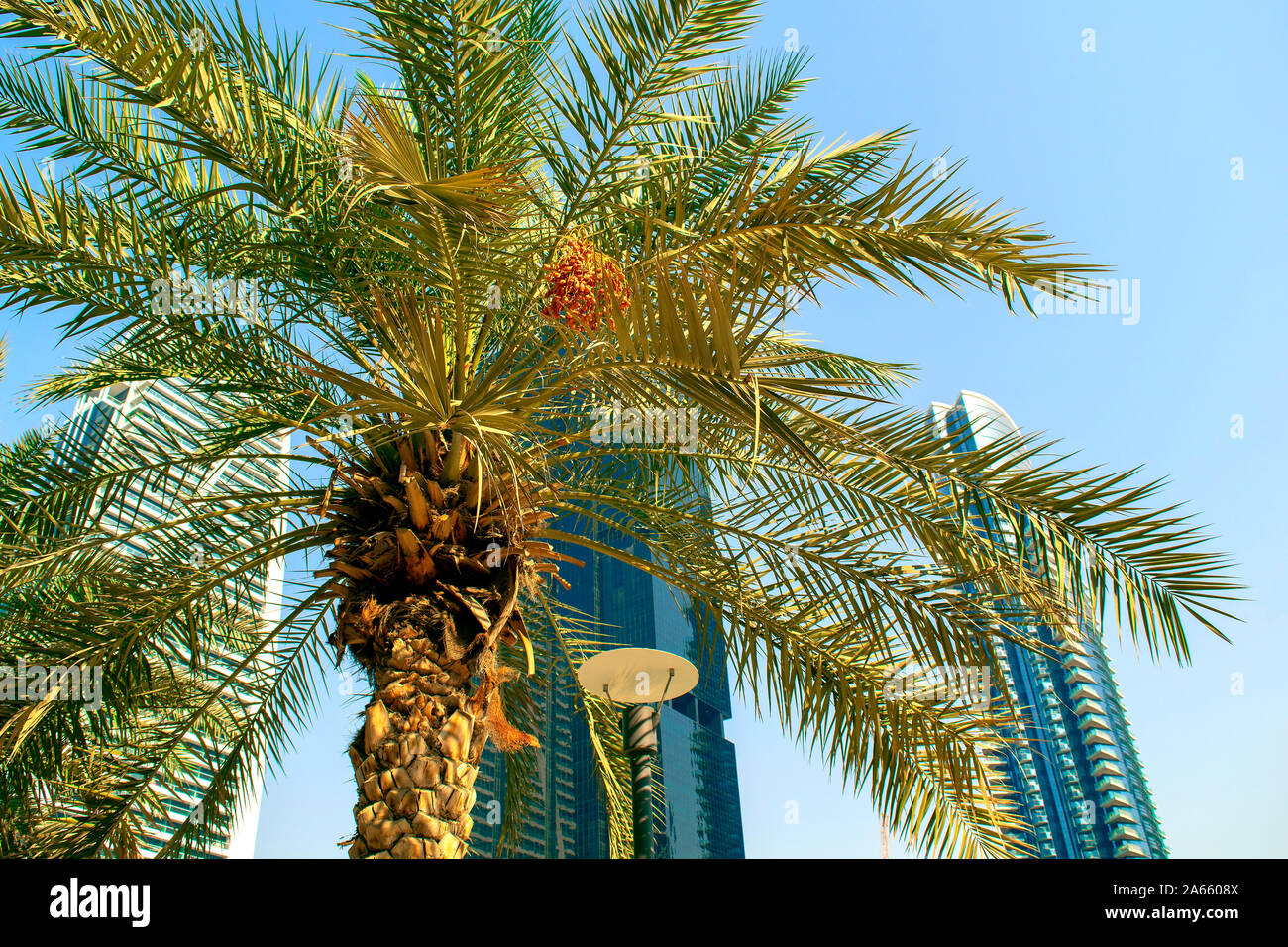 Dubai luxury district with palm tree on skyscrapers background. Urban ...