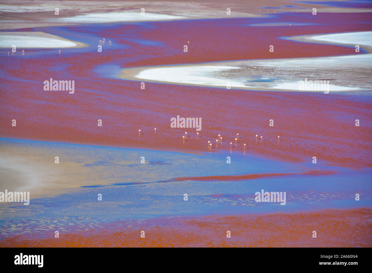 the fabulous laguna colorada in Bolivia Stock Photo - Alamy