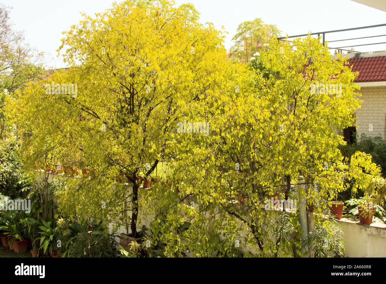 Sandalwood tree hi-res stock photography and images - Alamy