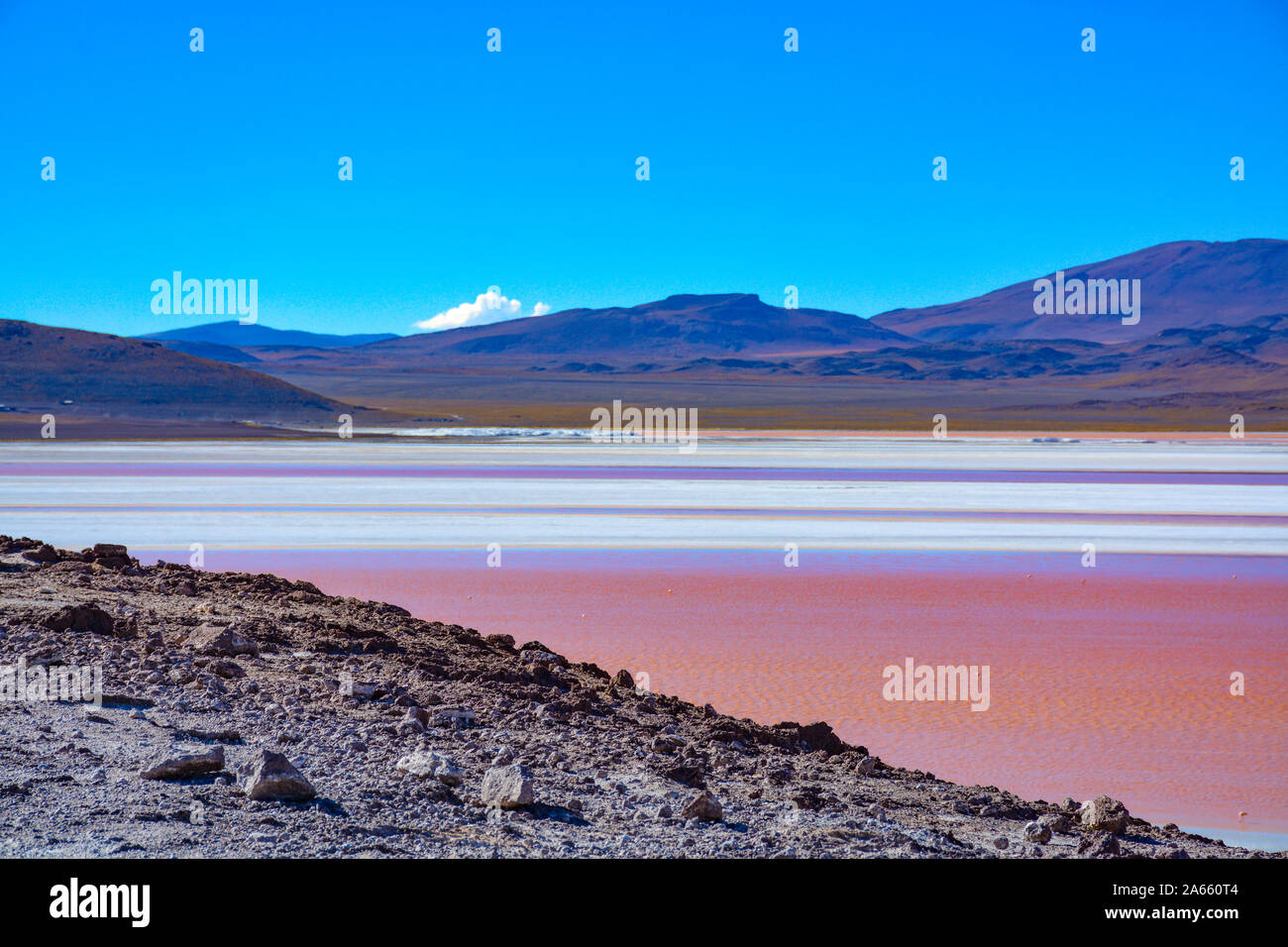 the fabulous laguna colorada in Bolivia Stock Photo - Alamy