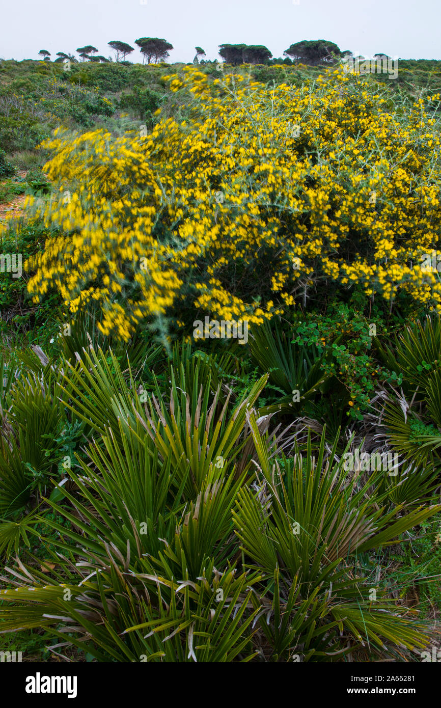 Landscape in Cabo Roche, Cadiz Stock Photo - Alamy