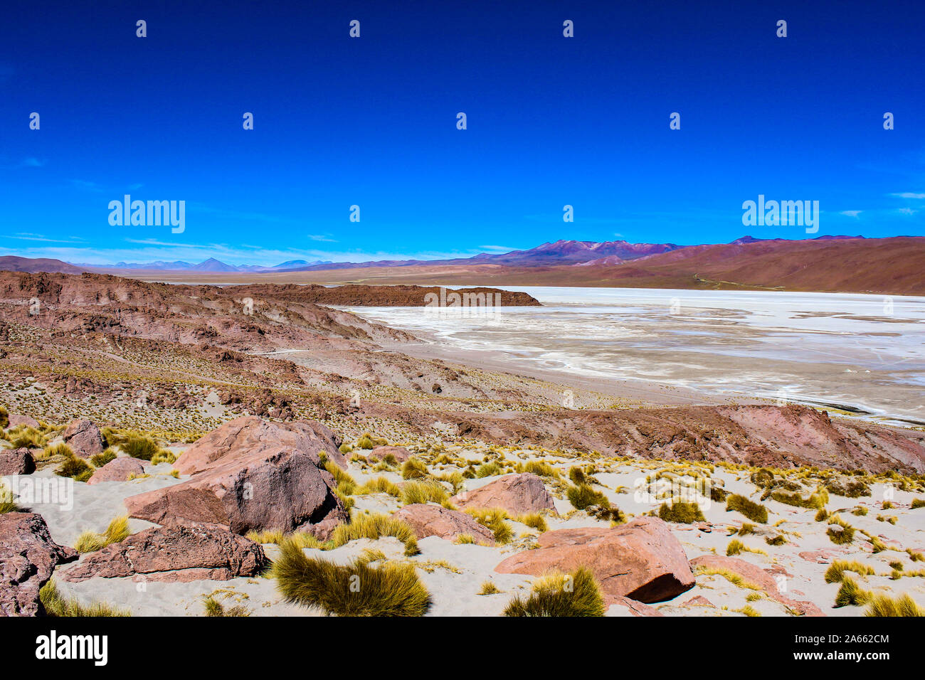 the fabulous laguna colorada in Bolivia Stock Photo - Alamy