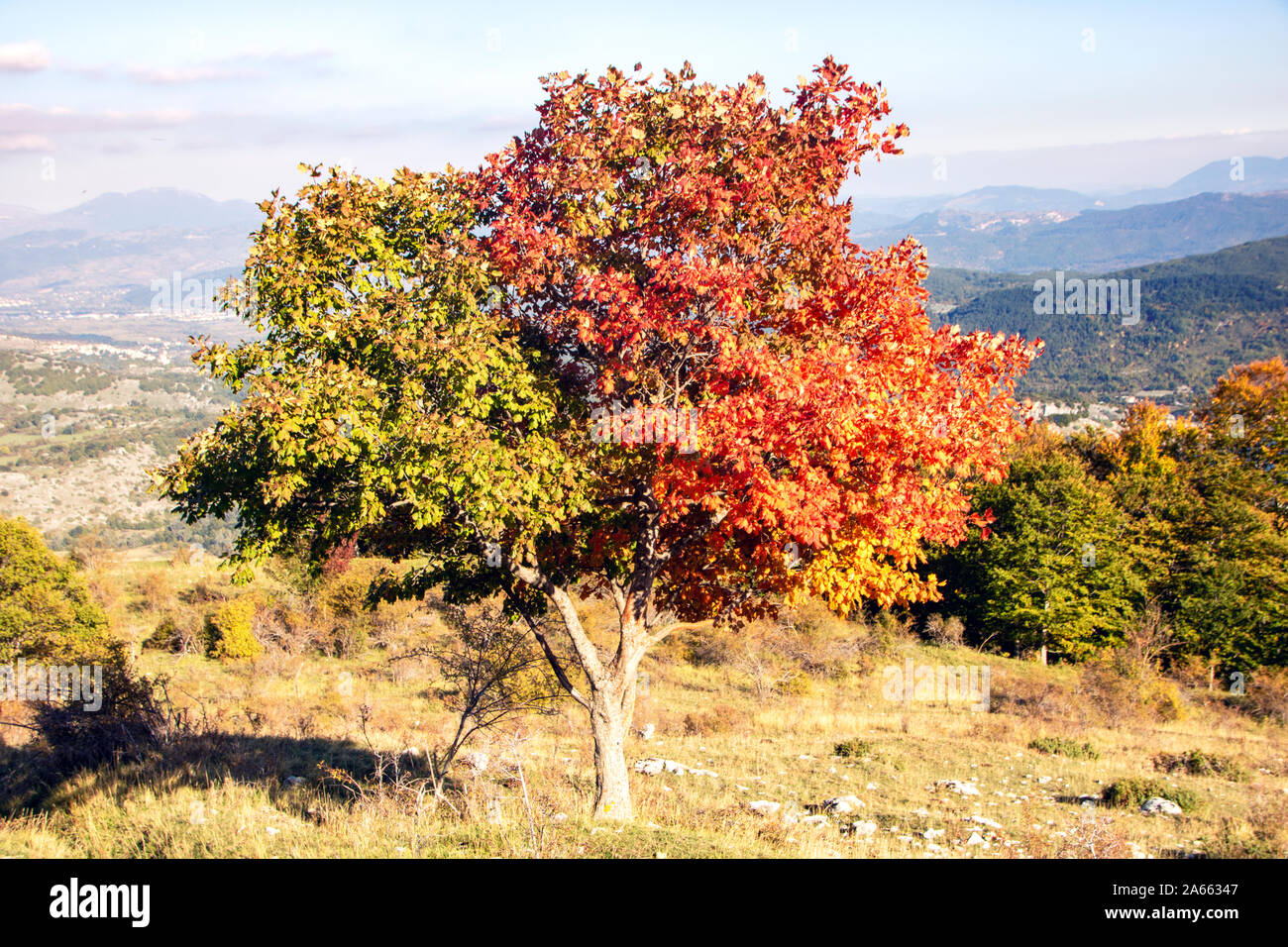 Half green and half red tree for autumnal foliage in Abruzzo National ...