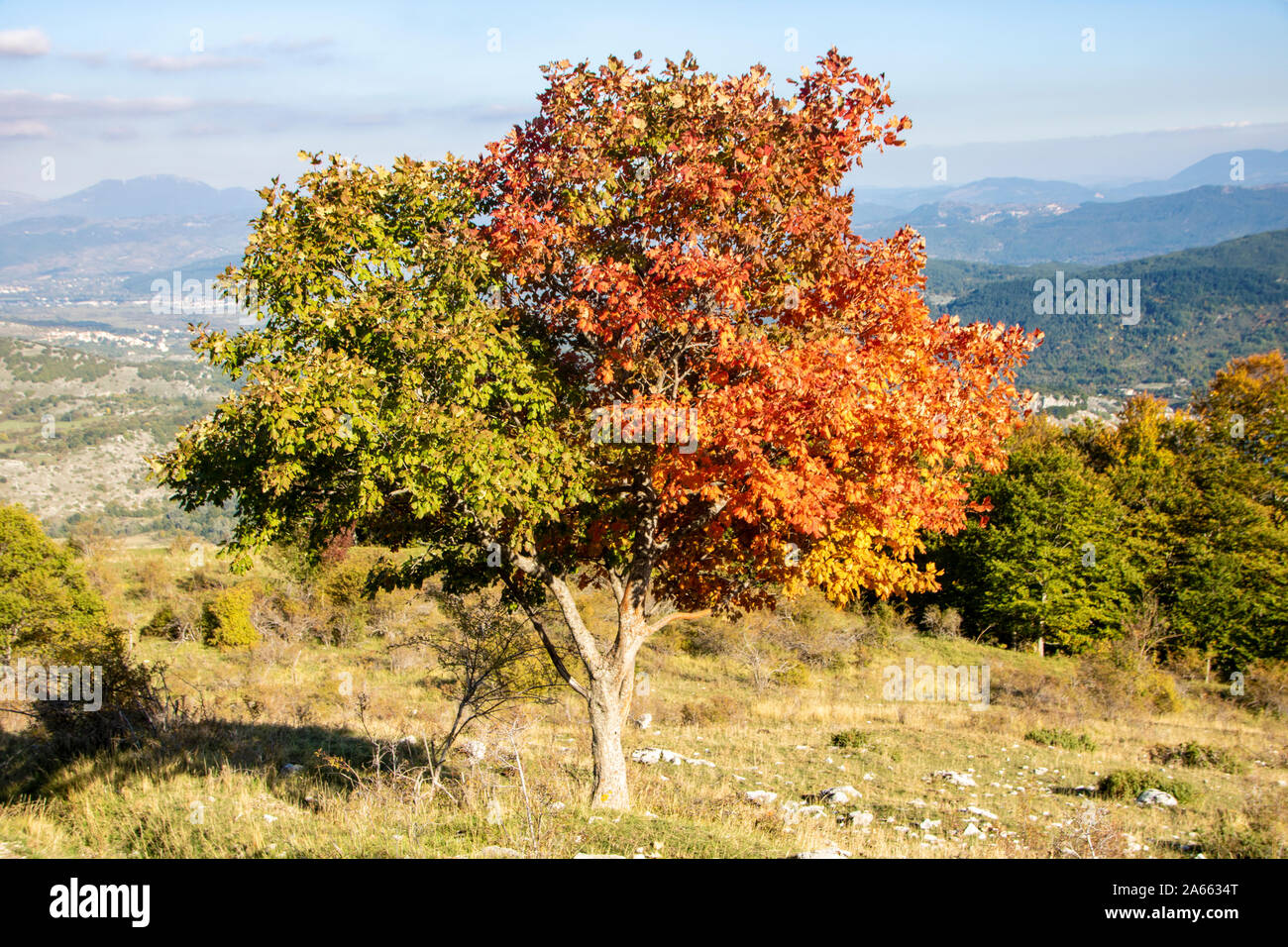 Half green and half red tree for autumnal foliage in Abruzzo National ...