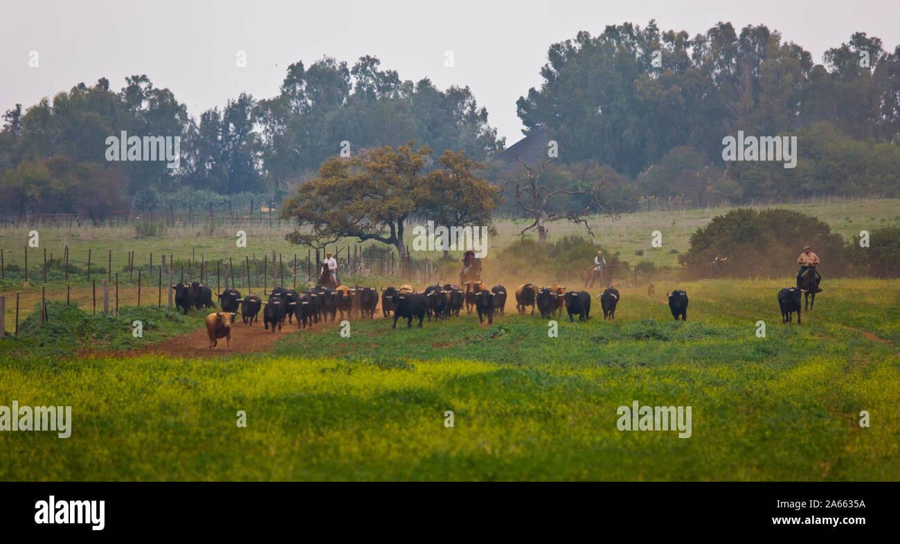 Corrida de toros rural hi-res stock photography and images - Alamy
