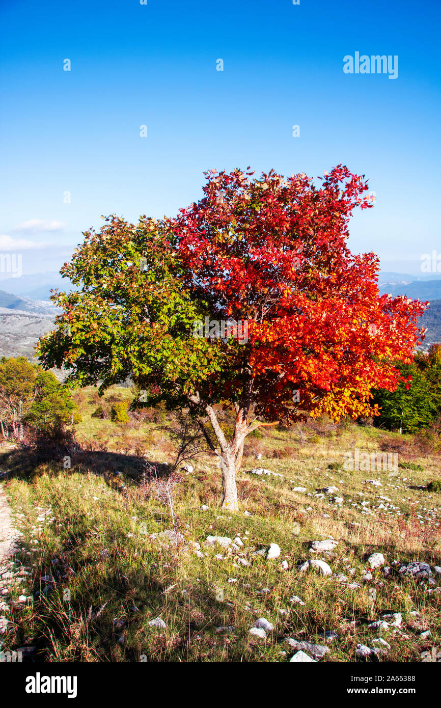 Half green and half red tree for autumnal foliage in Abruzzo National ...