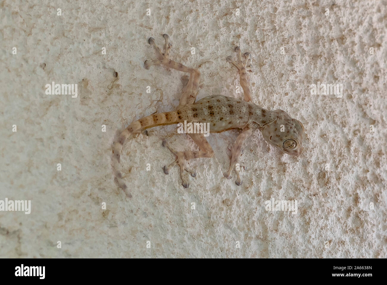 Mediterranean house gecko hi-res stock photography and images - Alamy
