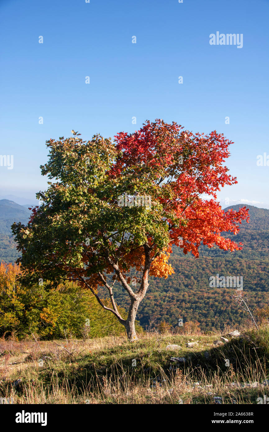 Half green and half red tree for autumnal foliage in Abruzzo National ...
