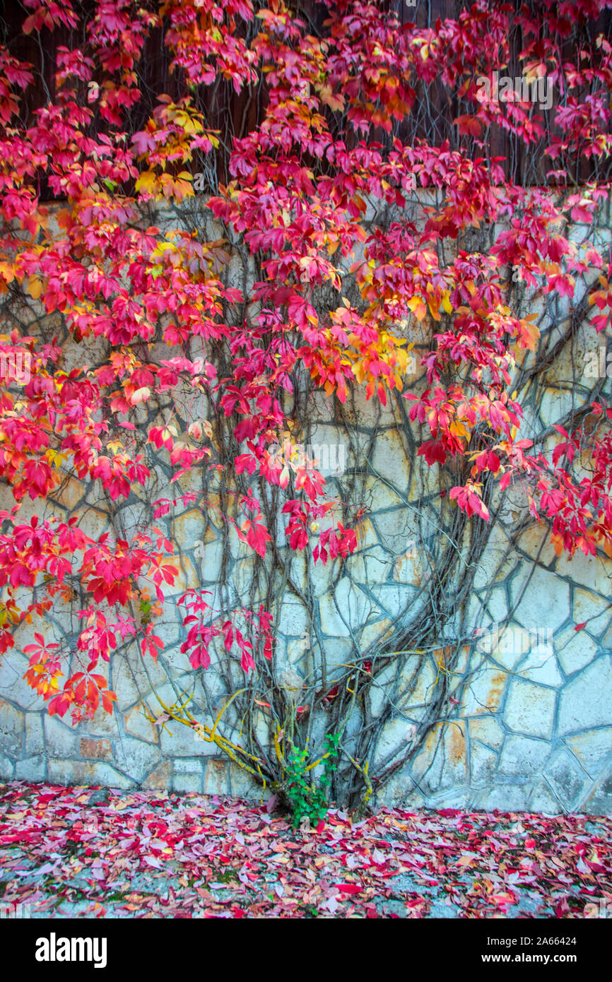 American Vine High Resolution Stock Photography and Images - Alamy