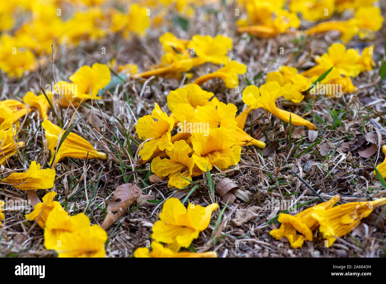 Grounde covered with flowers of the yellow trumpet flower, Handroanthus ...