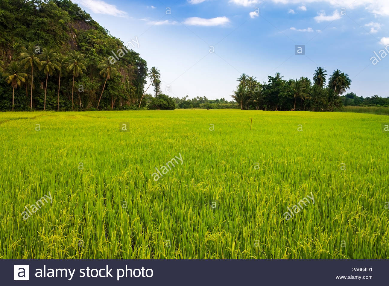 Philippine Rice Field High Resolution Stock Photography and Images - Alamy