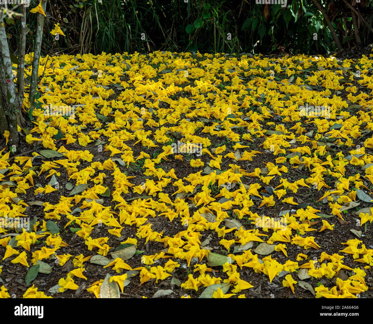 Grounde covered with flowers of the yellow trumpet flower, Handroanthus ...