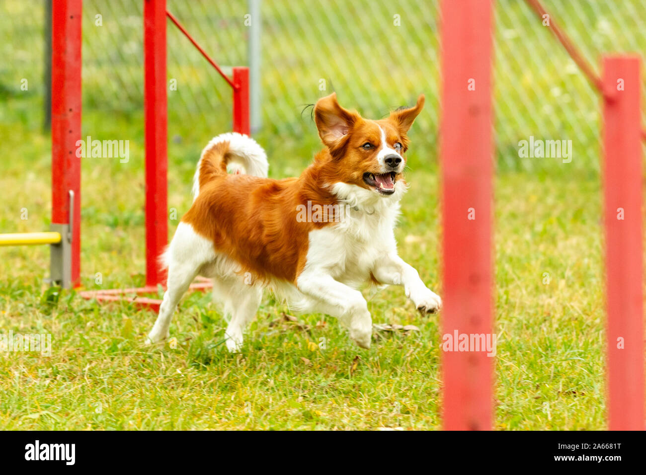 A young australian shepherd dog learns to jump over obstacles in ...