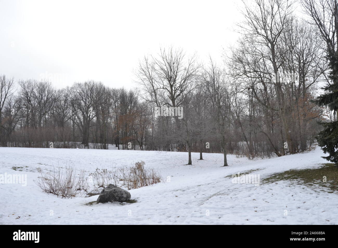 Buffalo in snowstorm hi-res stock photography and images - Alamy