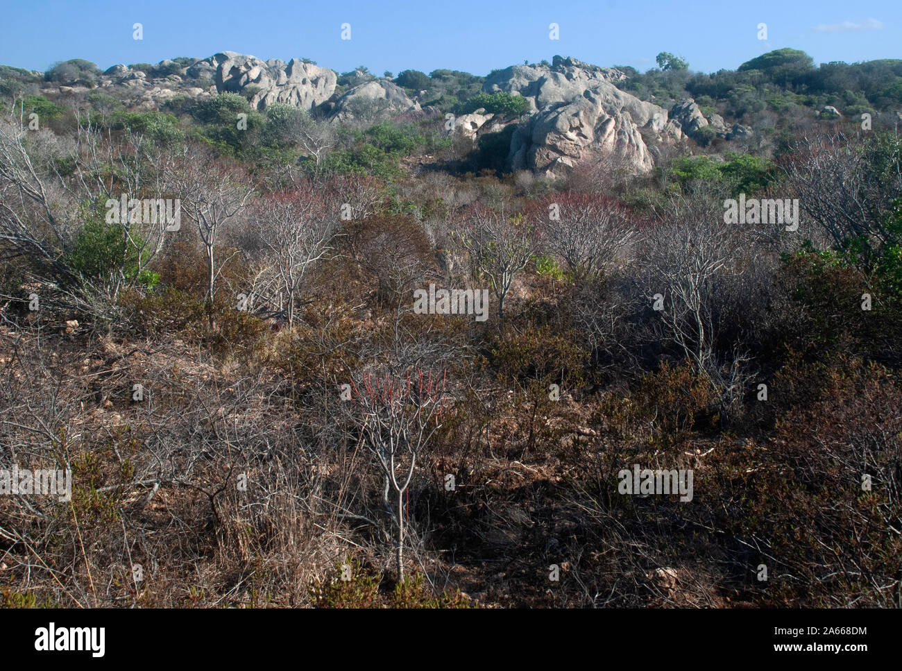 Caprera hi-res stock photography and images - Alamy