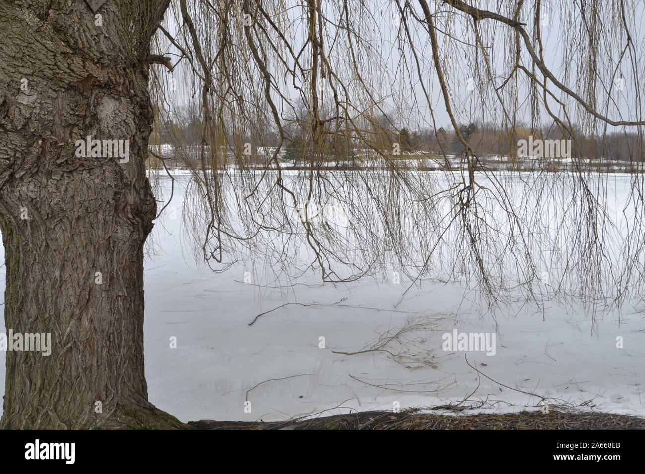 Buffalo in snowstorm hi-res stock photography and images - Alamy