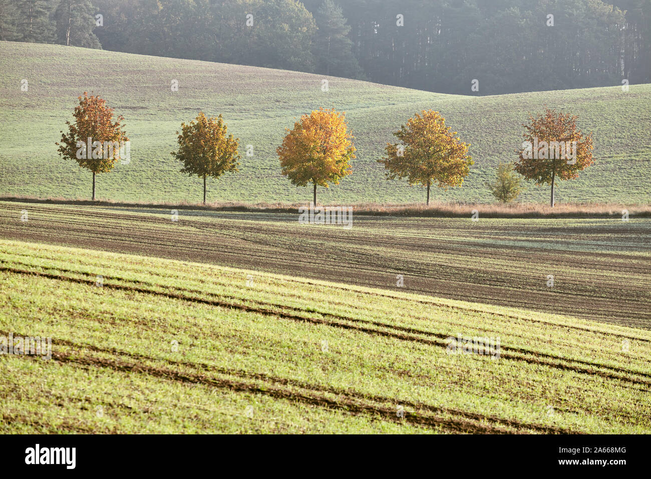 Beautiful landscape tree field hi-res stock photography and images - Alamy