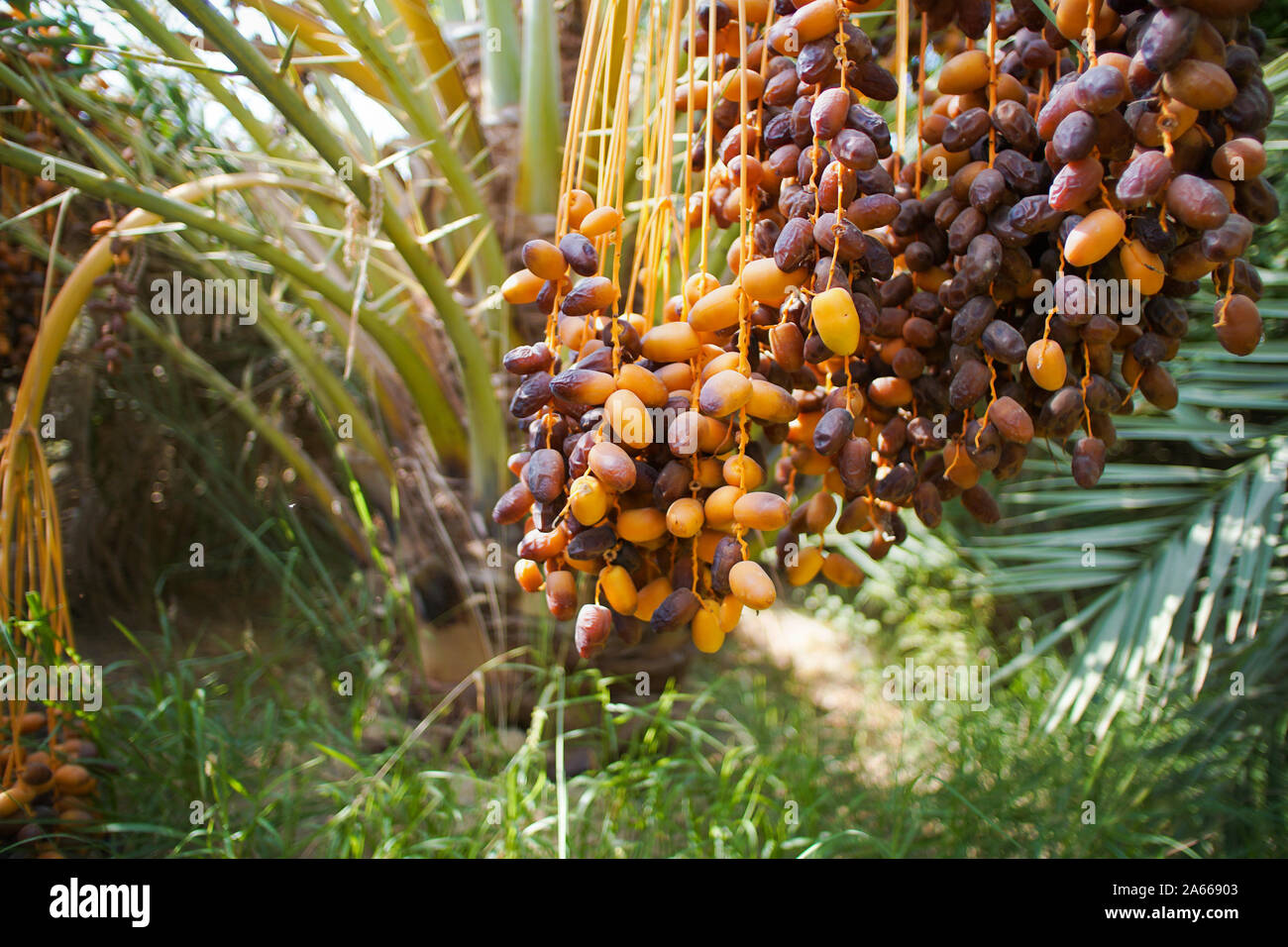Date Palms of the Siwi (Seidi) variety, ready to be harvested in Siwa ...