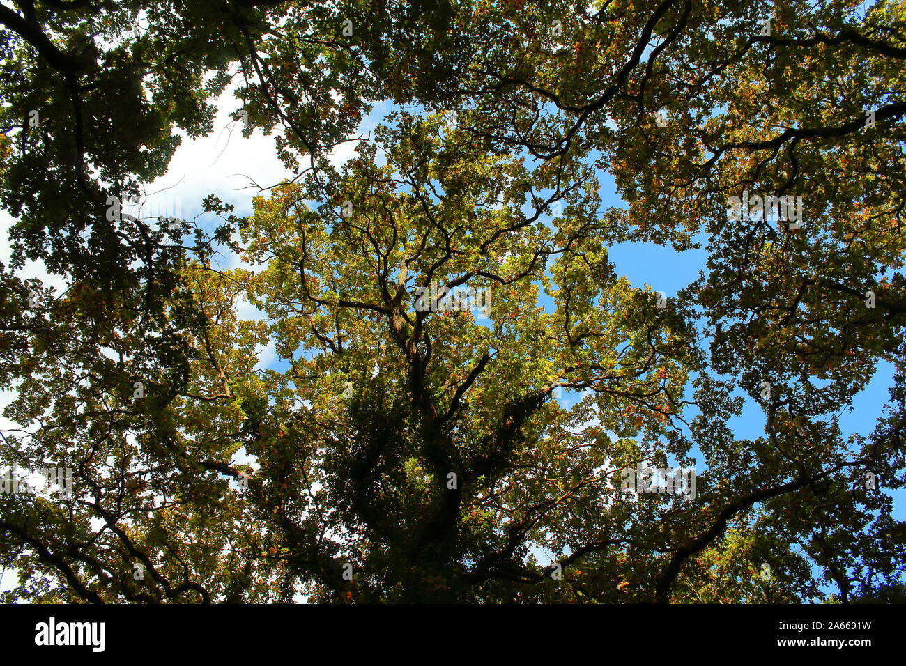 Sun through trees looking up hi-res stock photography and images - Alamy