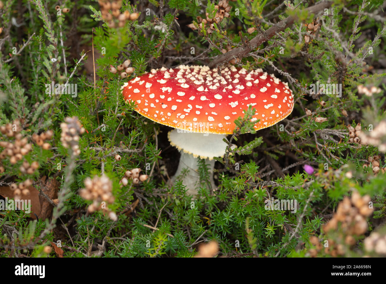 Fly agaric toadstool (Amanita muscaria) in autumn, UK Stock Photo - Alamy