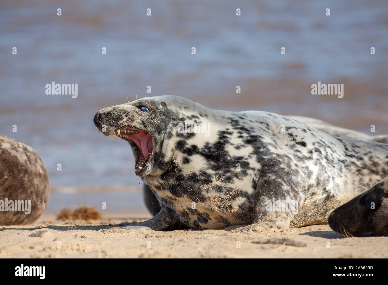 Angry animal. Snarling aggressive seal feeling grumpy. Funny bad mood ...