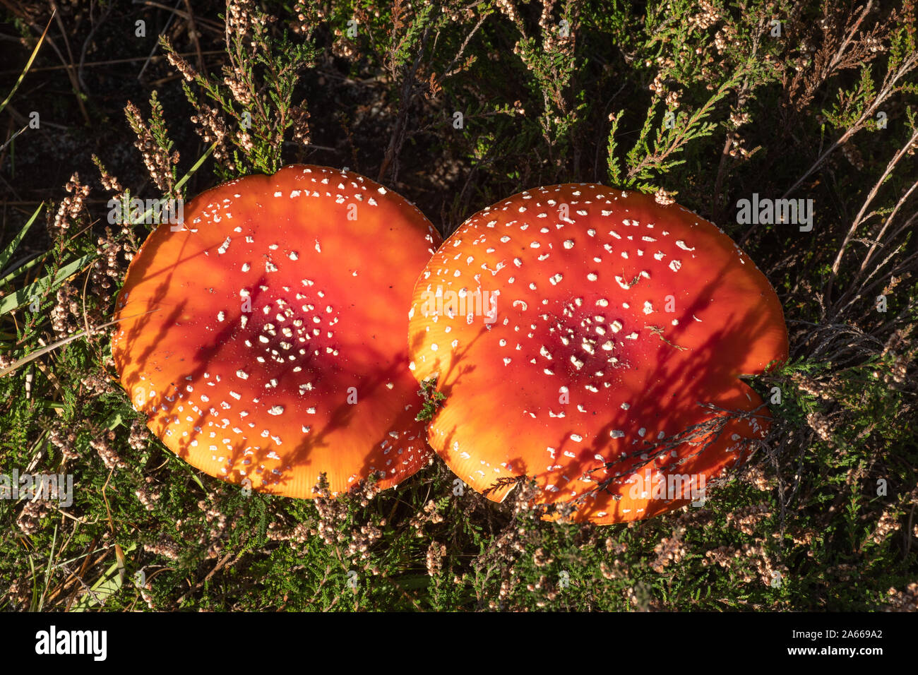 Fly agaric toadstools (Amanita muscaria) in autumn, UK Stock Photo - Alamy