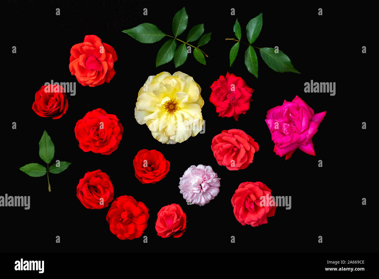 Real flower border hi-res stock photography and images - Alamy