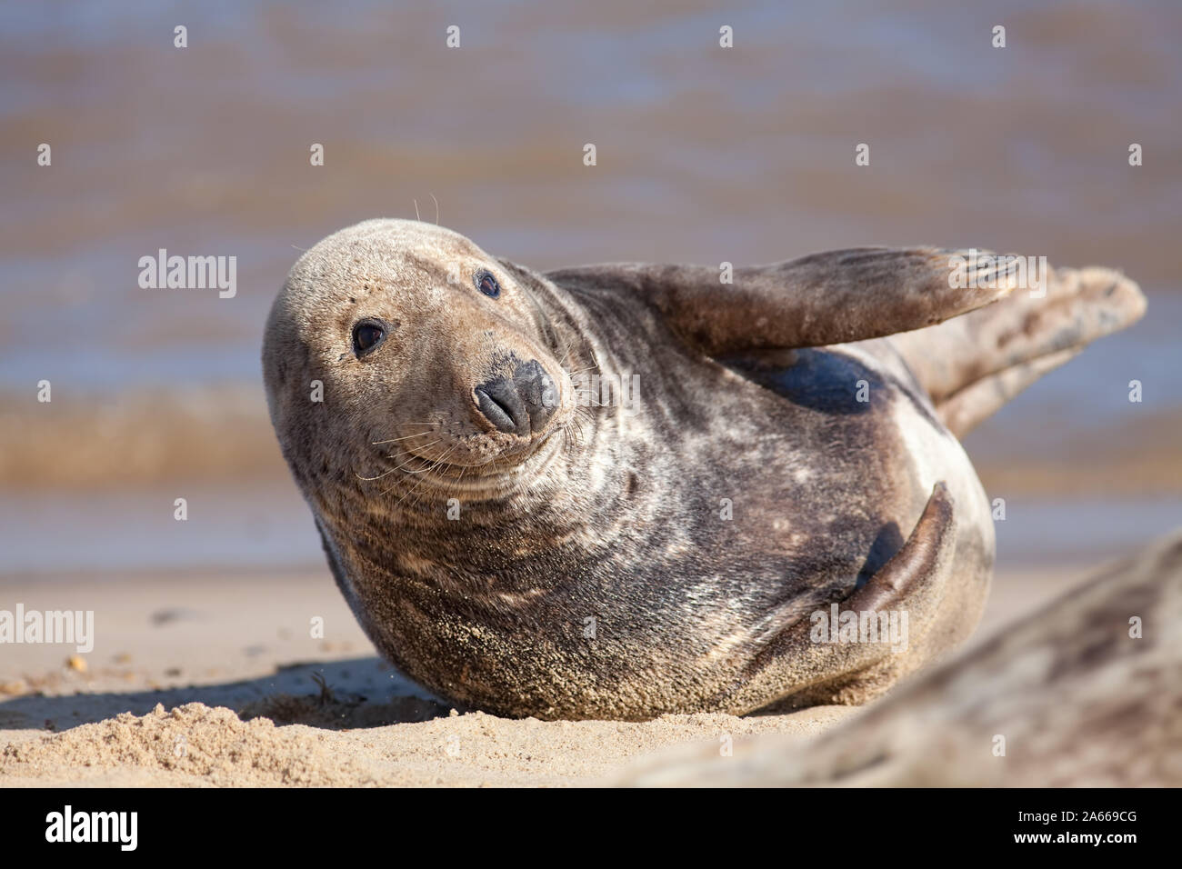 Beautiful seal hi-res stock photography and images - Alamy