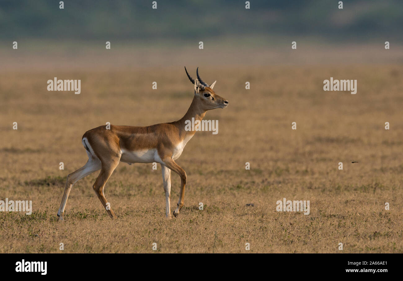 Young Black buck male seen at Solapur,Maharashtra,India Stock Photo - Alamy
