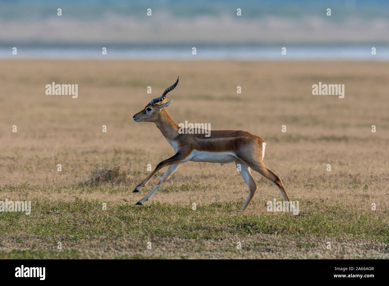 Black buck Male running seen at Solapur,Maharashtra,India Stock Photo ...