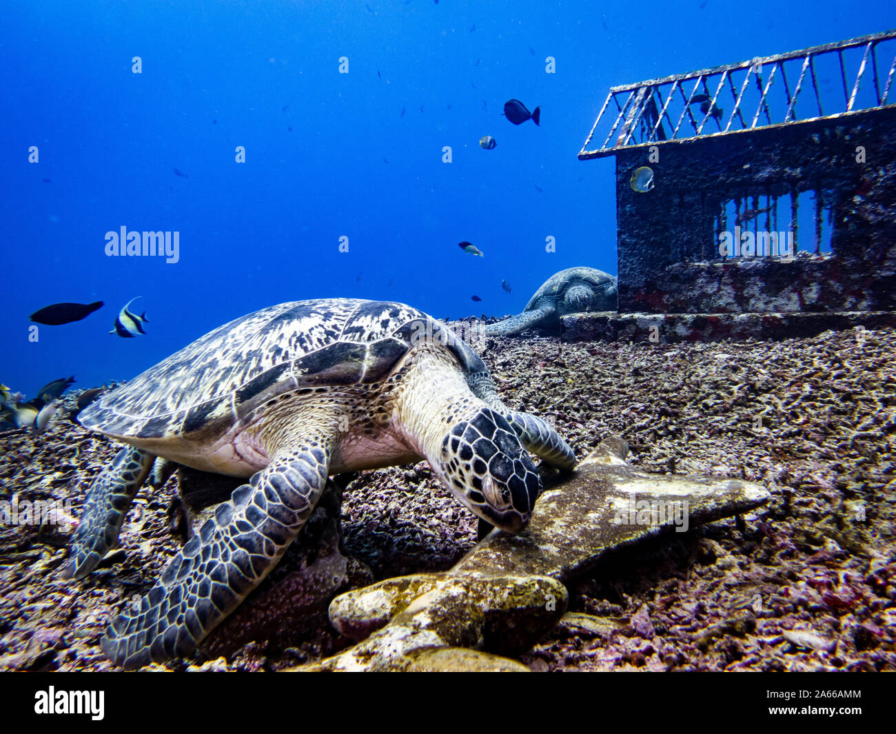 Turtle underwater diving Gili Islands, Indonesia Stock Photo - Alamy