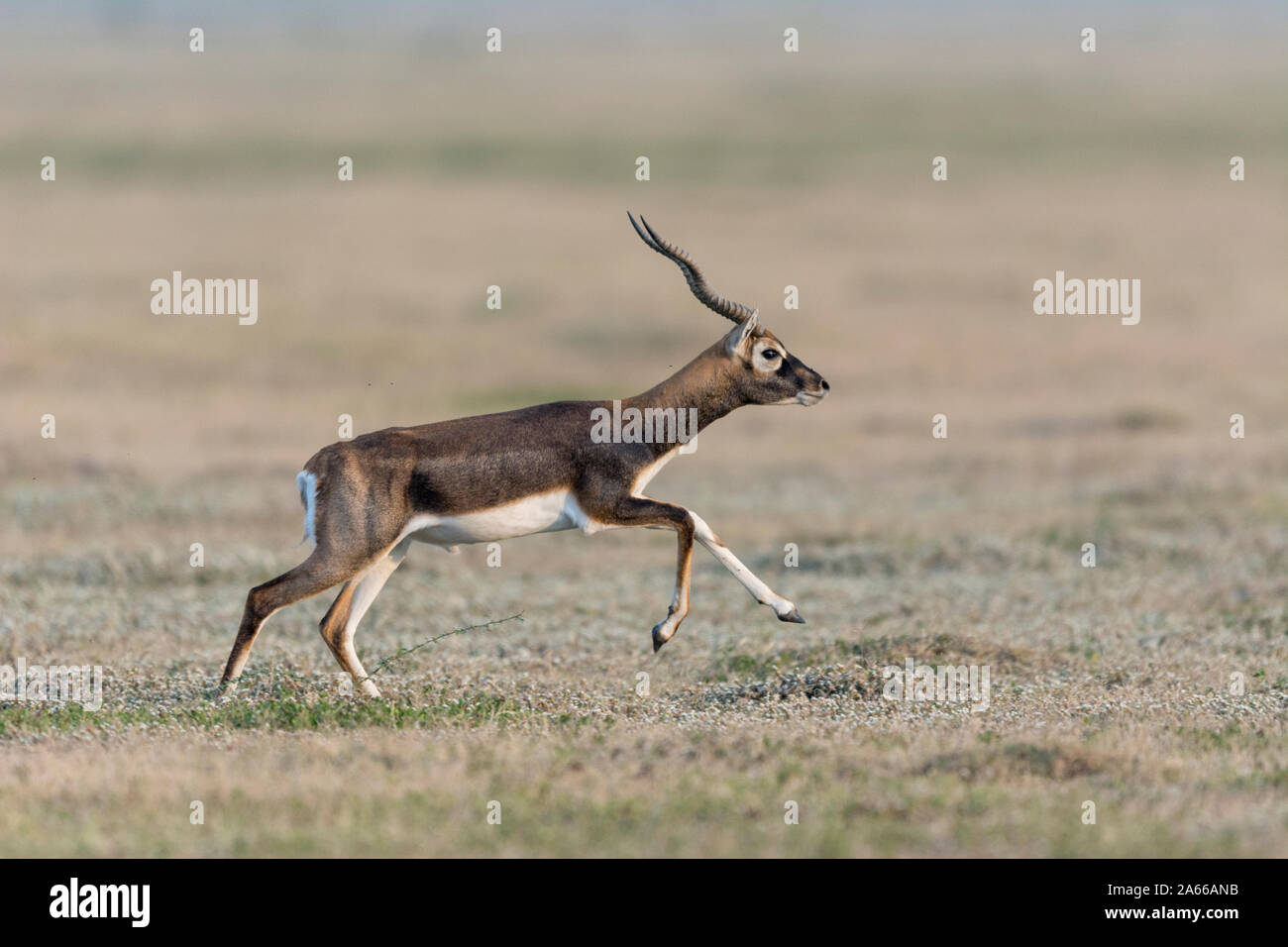 Buck beak hi-res stock photography and images - Alamy