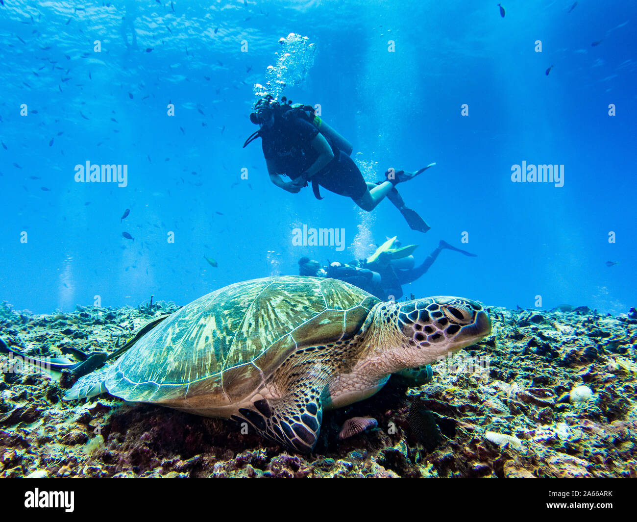 Turtle underwater diving Gili Islands, Indonesia Stock Photo - Alamy