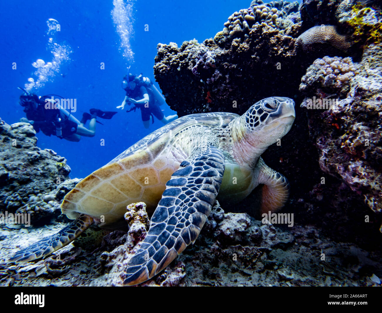 Turtle underwater diving Gili Islands, Indonesia Stock Photo - Alamy