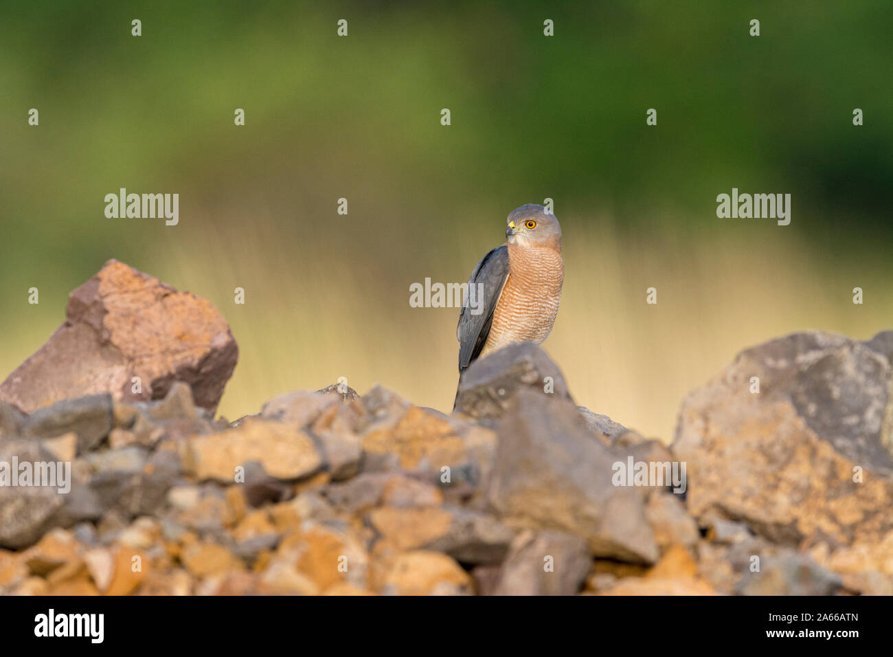 Indian shikra hi-res stock photography and images - Alamy