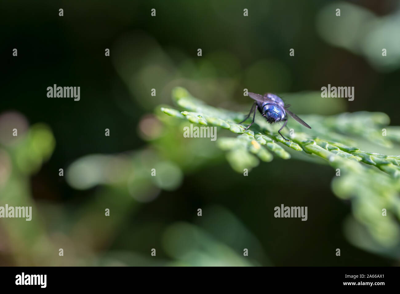 Blue arsed fly on a leaf selective focus close-up. Insect from the ...