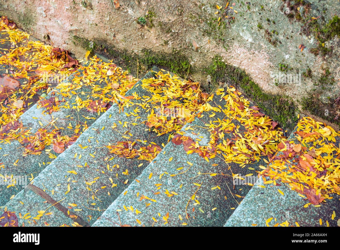 Autumn leaves on old stone steps Stock Photo - Alamy