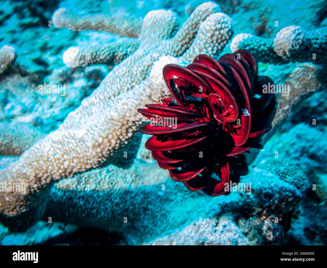 Red sea fan underwater diving Gili Islands, Indonesia Stock Photo - Alamy