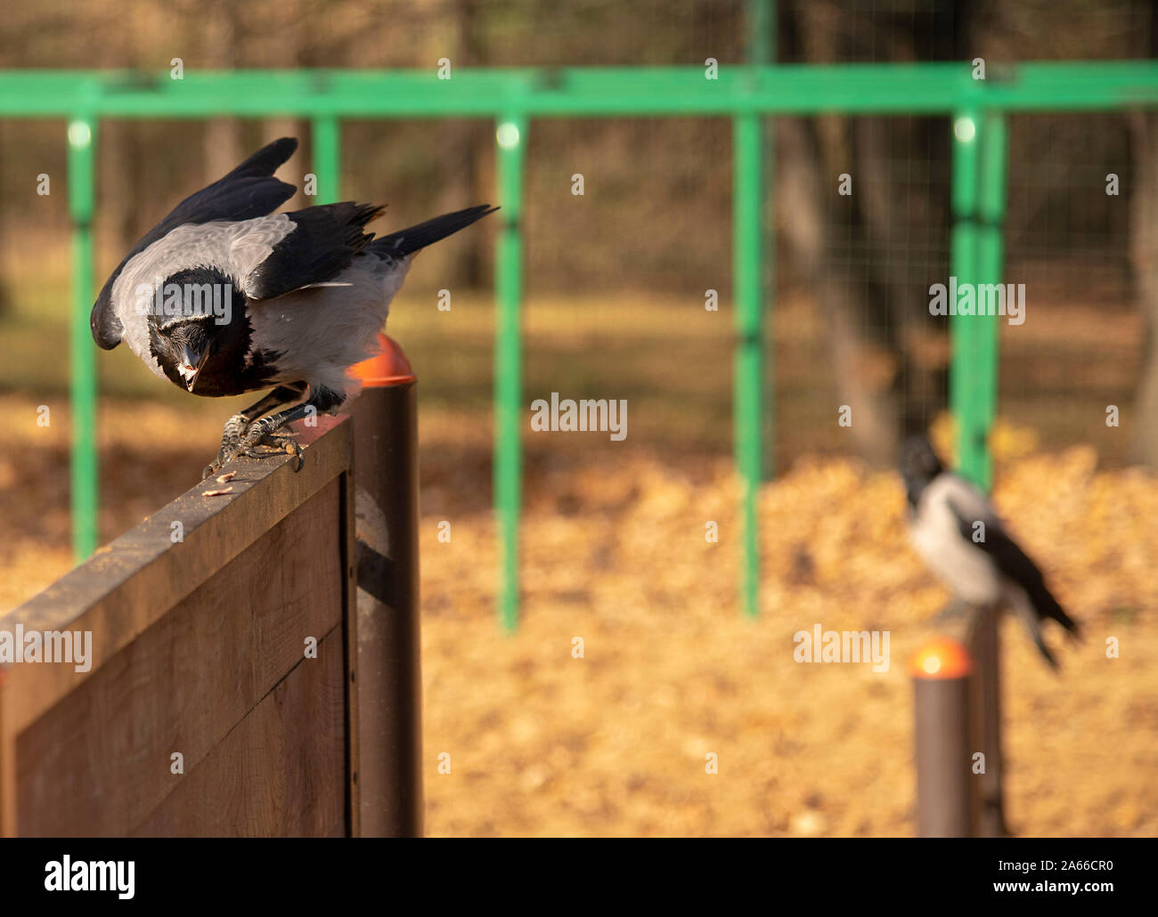 Cheeky Grab High Resolution Stock Photography and Images - Alamy