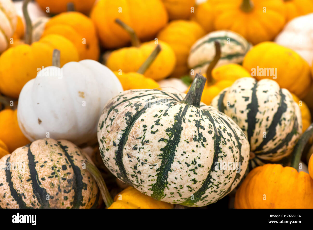 Drying Gourds High Resolution Stock Photography and Images - Alamy